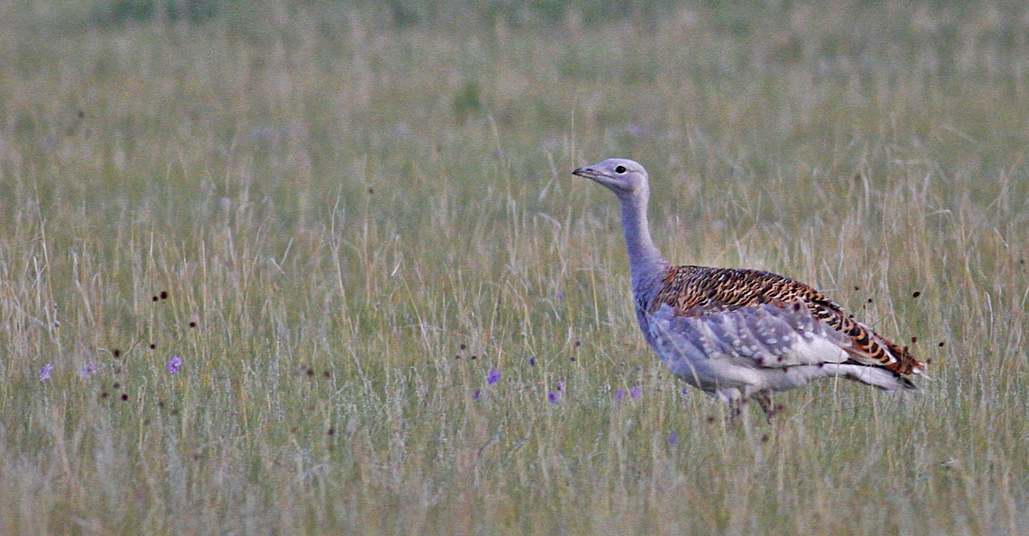 Eurasian Bustard Alliance