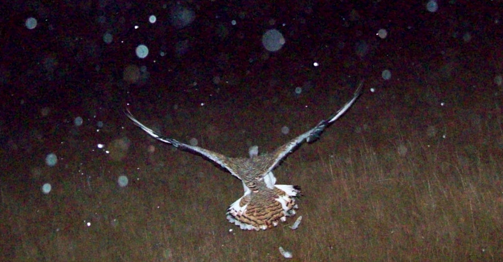 Research – Eurasian Bustard Alliance