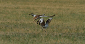 What are bustards? – Eurasian Bustard Alliance