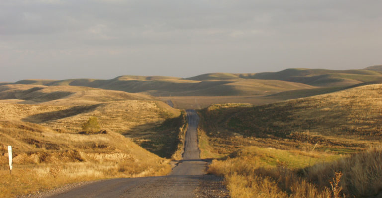 What are bustards? – Eurasian Bustard Alliance