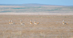What are bustards? – Eurasian Bustard Alliance