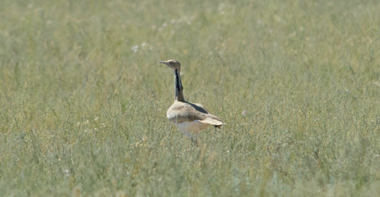 What are bustards? – Eurasian Bustard Alliance