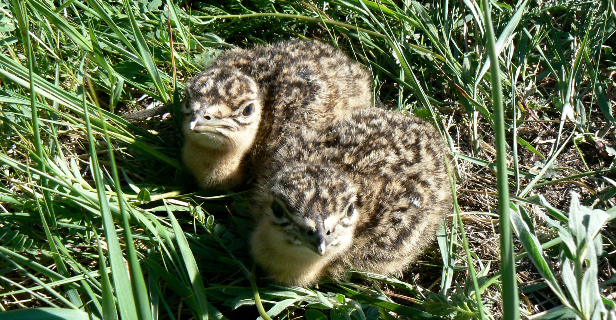 What are bustards? – Eurasian Bustard Alliance