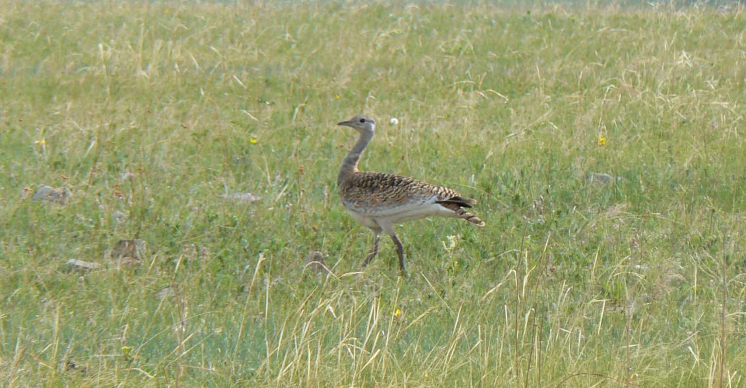 What are bustards? – Eurasian Bustard Alliance