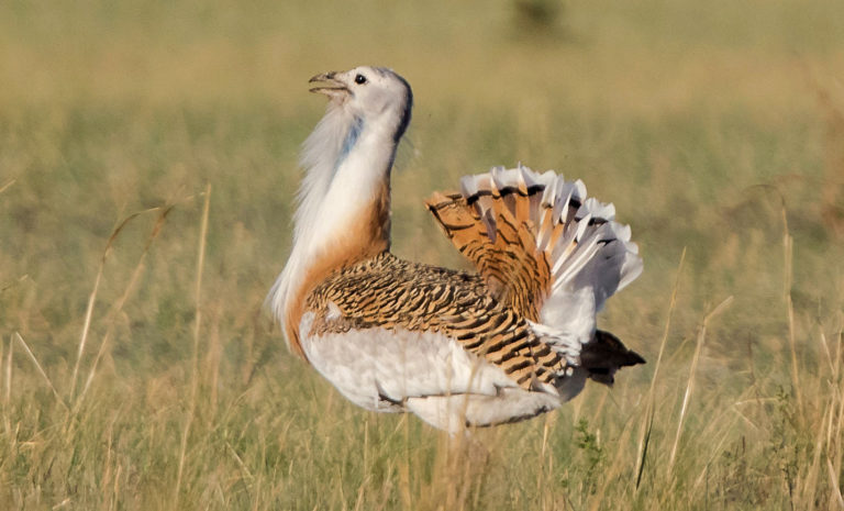 What are bustards? – Eurasian Bustard Alliance