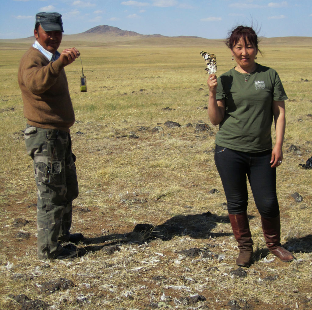 Meet A Few Of Our Great Bustards! – Eurasian Bustard Alliance